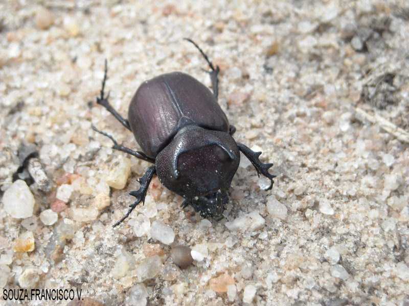 FAUNA E FLORA DO RN: Besouro Coelosis bicornis Leske, 1779. Fauna do RN