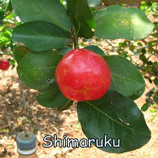 Jongeren op de Kunuku