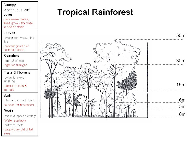 Geography & Cartoon Blog: Natural Vegetation - Characteristics of ...