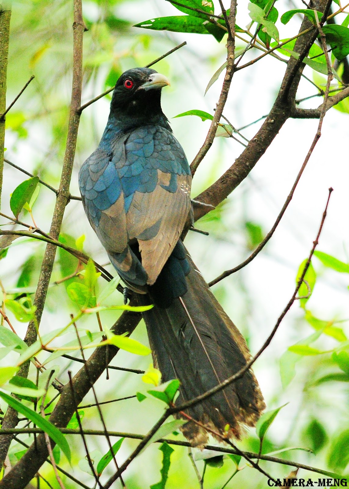 Birds of Teluk Intan by Camera-Meng: What bird is this? Koel or Coucal?