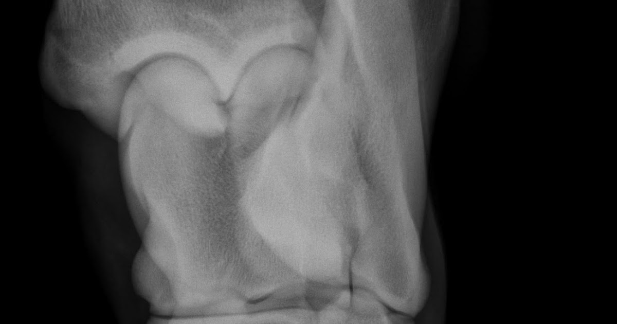 High Desert Veterinary Tales: Thursday, Feb 4 - The Hock and a ...