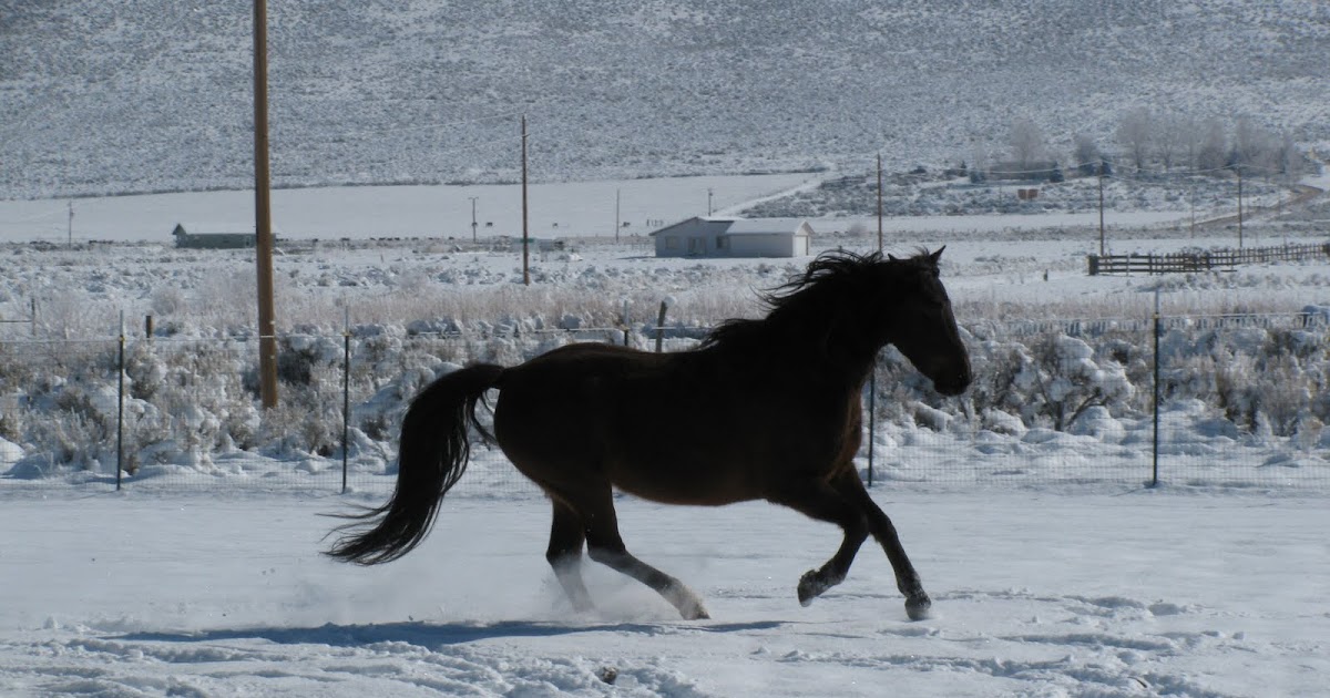 High Desert Veterinary Tales: 3/24/2010 Normal Physical Exam