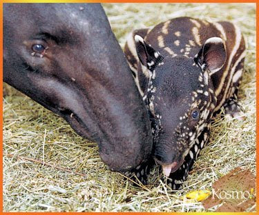 WHAT'S LUV GoTTA DO?: TENUK/CIPAN/TAPIR