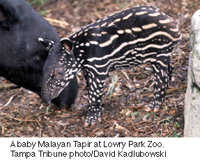 WHAT'S LUV GoTTA DO?: TENUK/CIPAN/TAPIR