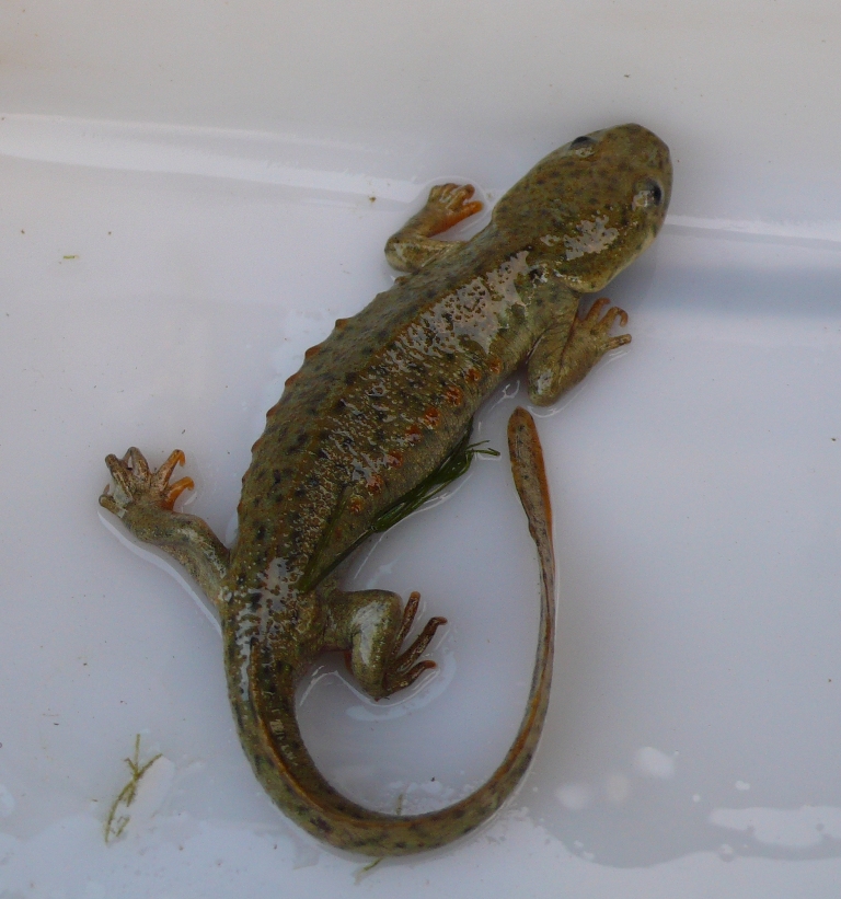 El Gallipato Alcublano: ANFIBIOS EN LA RED