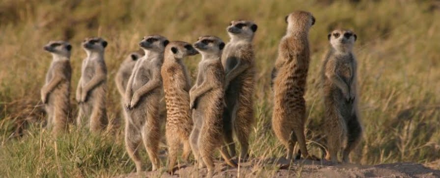 Imagenes De Animales De Sabana