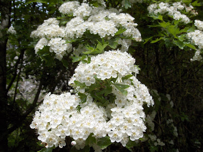 67 Not Out: Flowers In My Cornish Garden April To November