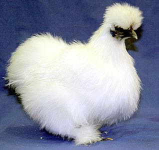 Kill Audio: Chicken Coke Daddy spotted on local farm.