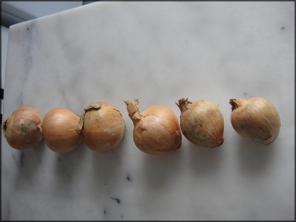 BONNES RAISONS: novembre 2010