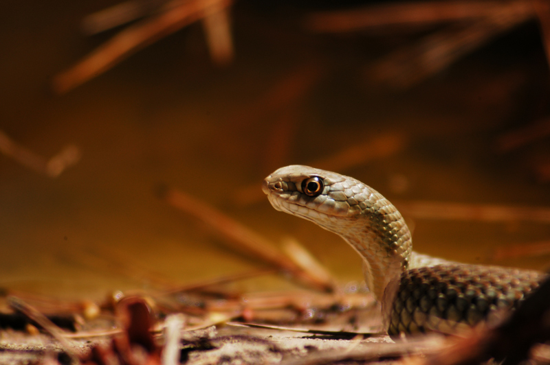 Fotos al natural: Culebra de Montpellier,( Malpolon monspessulanus )