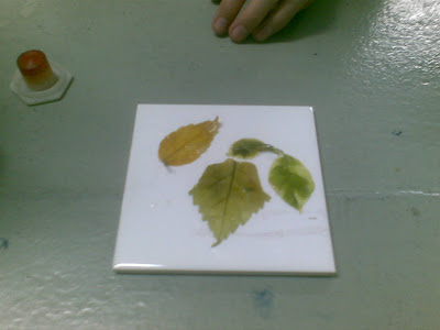 Science For U: STEPS TO TEST PRESENCE OF STARCH IN THE LEAF