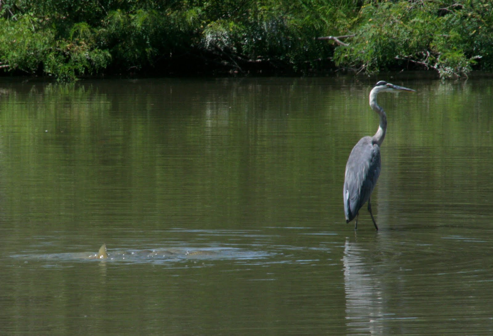 Nature Hermit: Good Time Park
