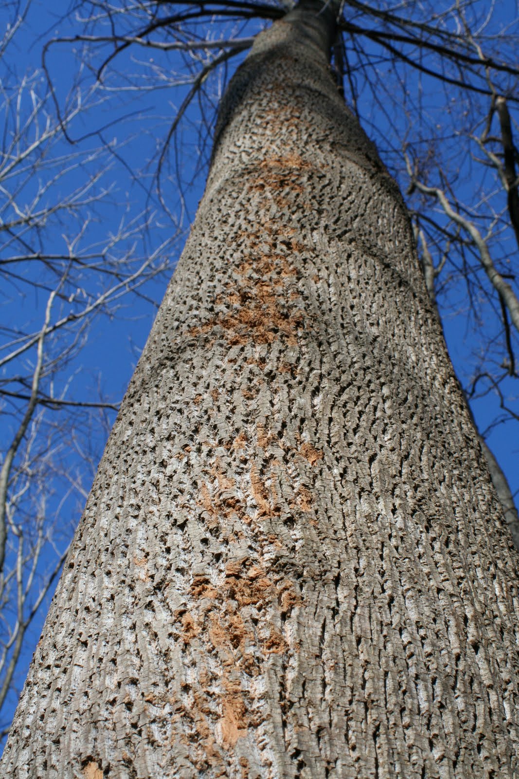 Nature Hermit: Why did the bear climb the tree?