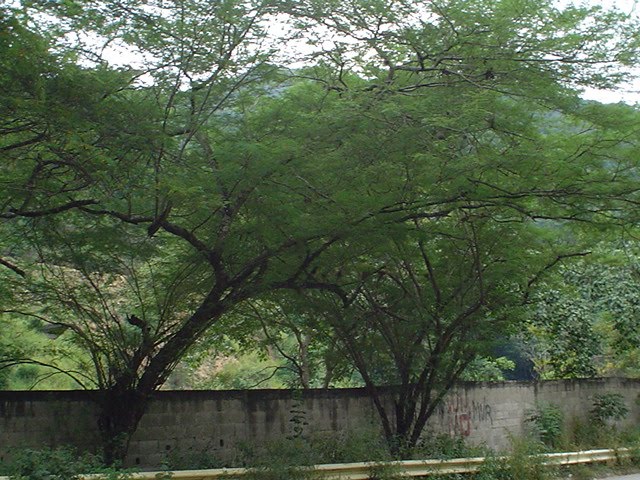 VIVENCIAS LLANERAS DEL ABUELO: Cujizales, Espinares y Chaparrales