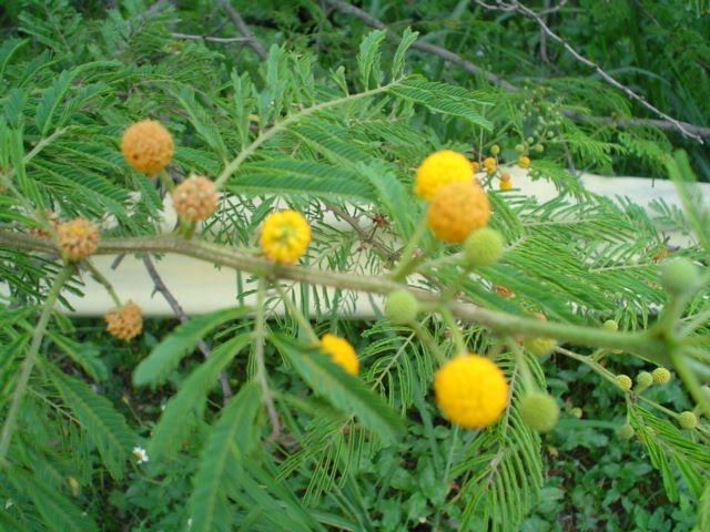 VIVENCIAS LLANERAS DEL ABUELO: Cujizales, Espinares y Chaparrales