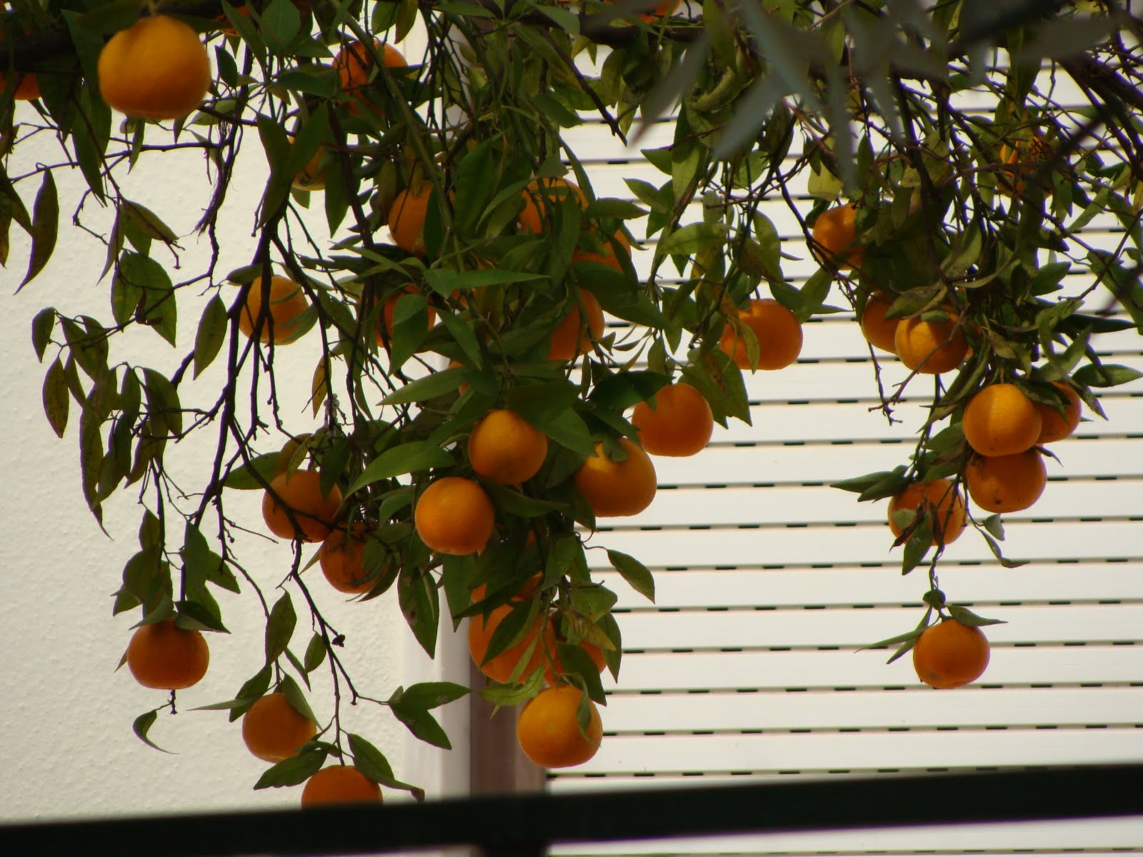 Cadernos de Viagem: Estremoz - 17/10