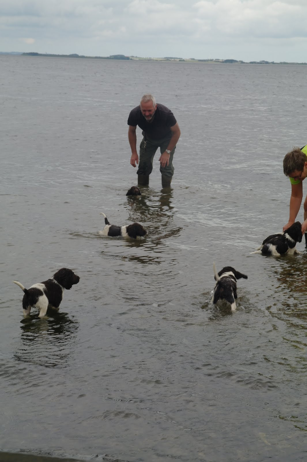 Familien Alstrups Baya er en Kleiner Münsterländer på 4 år
