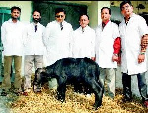 Twenty22-India on the move: India clones a buffalo