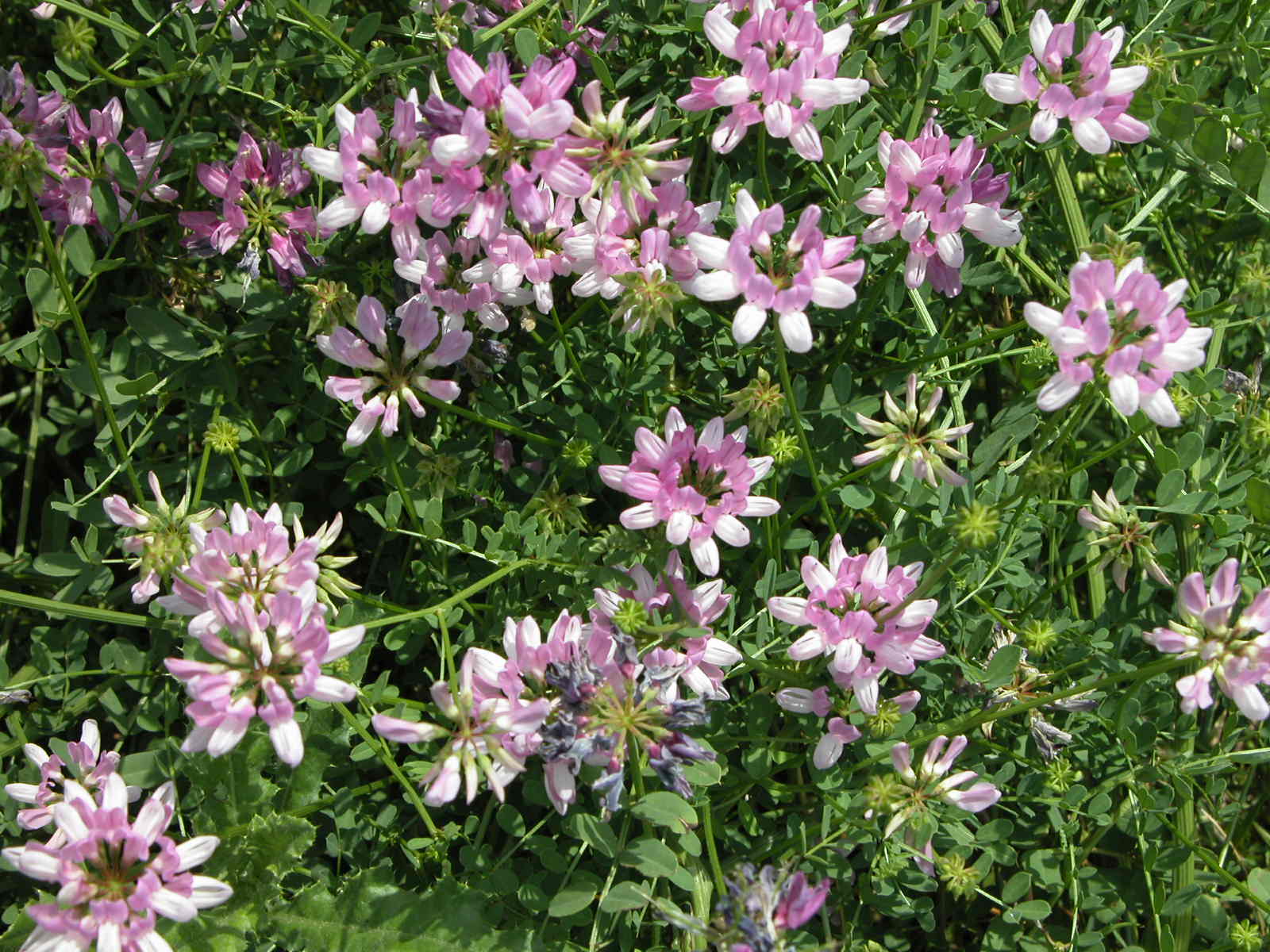 Mother Nature Is Alive and Living in the Burbs: Clovers and vetches and ...