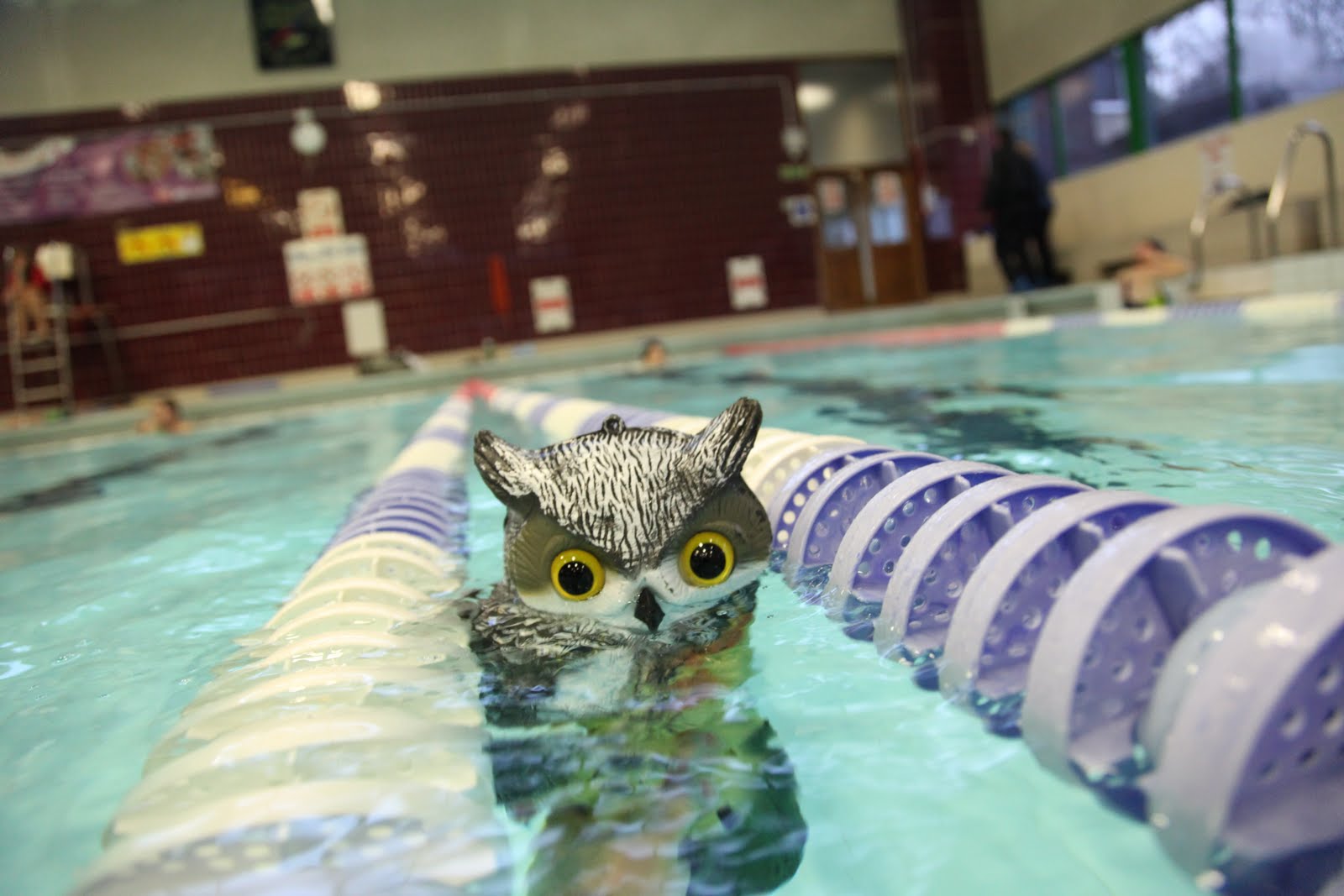 HENRY THE OWL who wanted to be human: HENRYS FIRST EVER SWIMMING LESSON