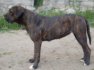 Alano Español en México.- Criadero Alanos de Nueva España