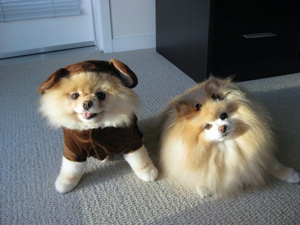 Sonrilepsia: El perro más bonito del mundo