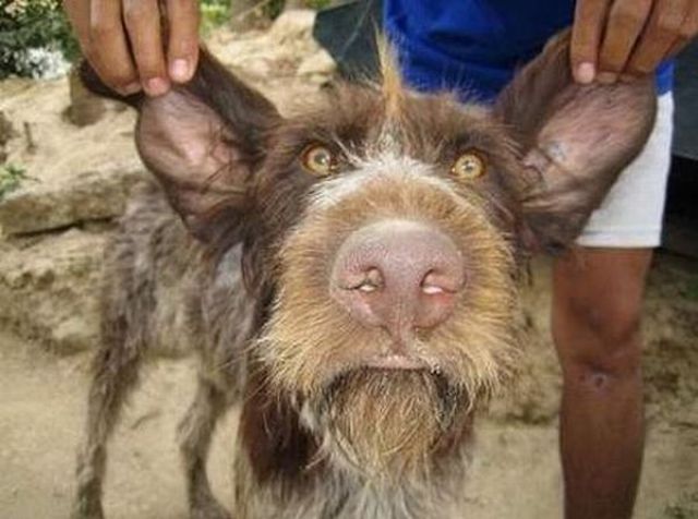 Sonrilepsia: Los 19 perros más feos del mundo
