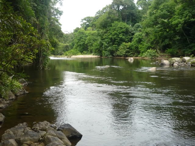 Tackle Fish: Sebarau ( Hampala barb)