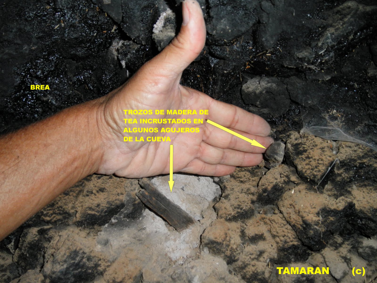 TAMARAN: JUNCAL DE TEJEDA - LOMO DEL HUMO TAMARAN - GRAN CANARIA