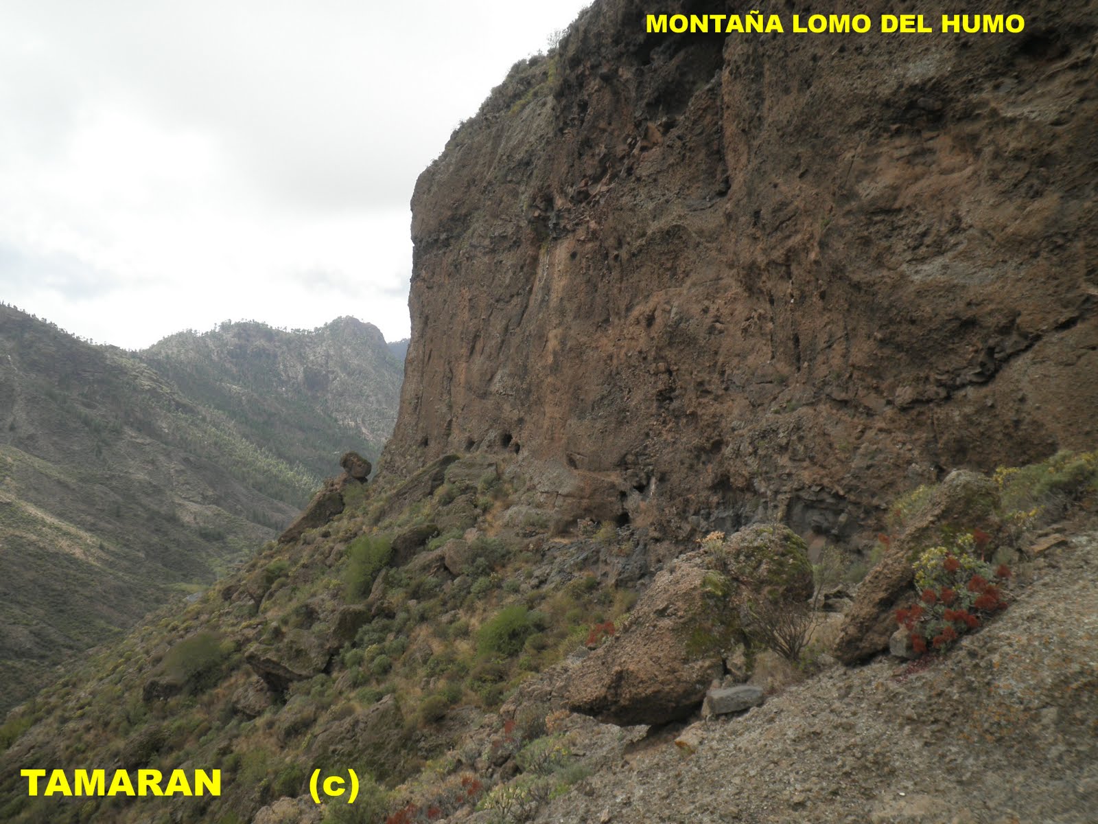 TAMARAN: JUNCAL DE TEJEDA - LOMO DEL HUMO TAMARAN - GRAN CANARIA