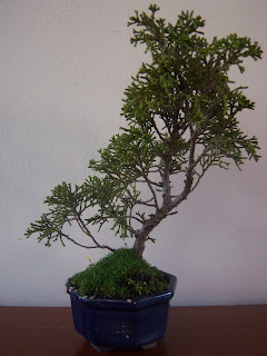 Leonardo Couto Arte Bonsai: Mame Bonsai em Bunjin (Literati)