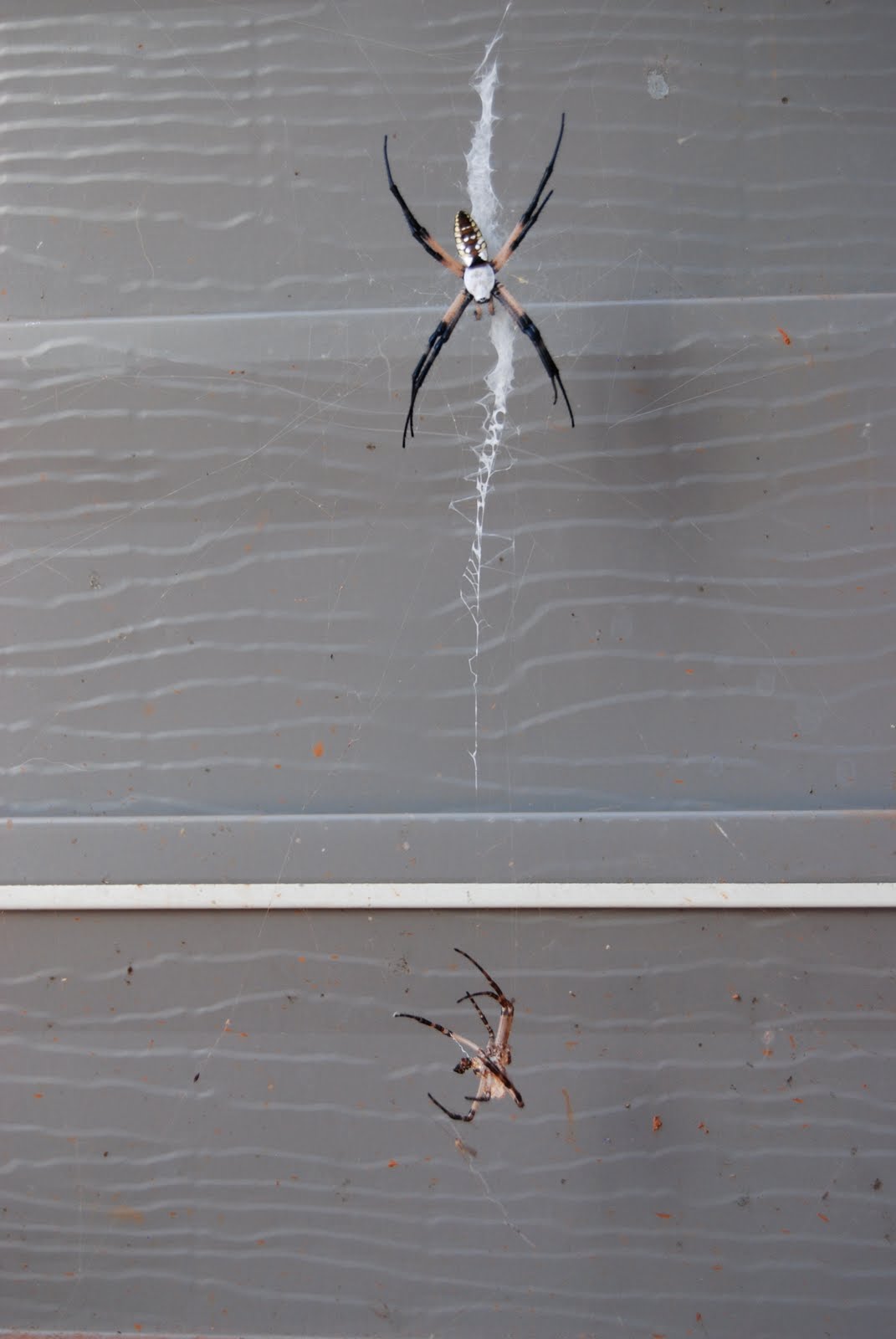 virginiaisforlykoshes: Cedar, Spider, Jellyfish, Chick