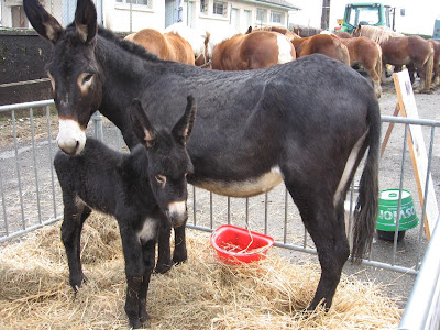 Maxted Travels with Modestine 4: The Béarn