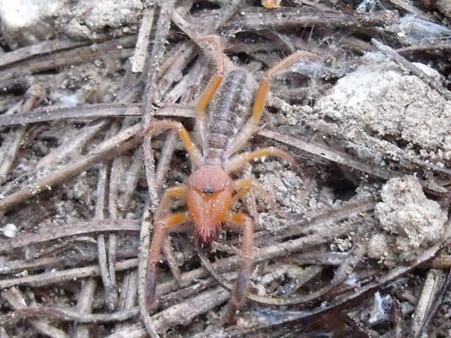 VILLENATURA: Gluvia dorsalis