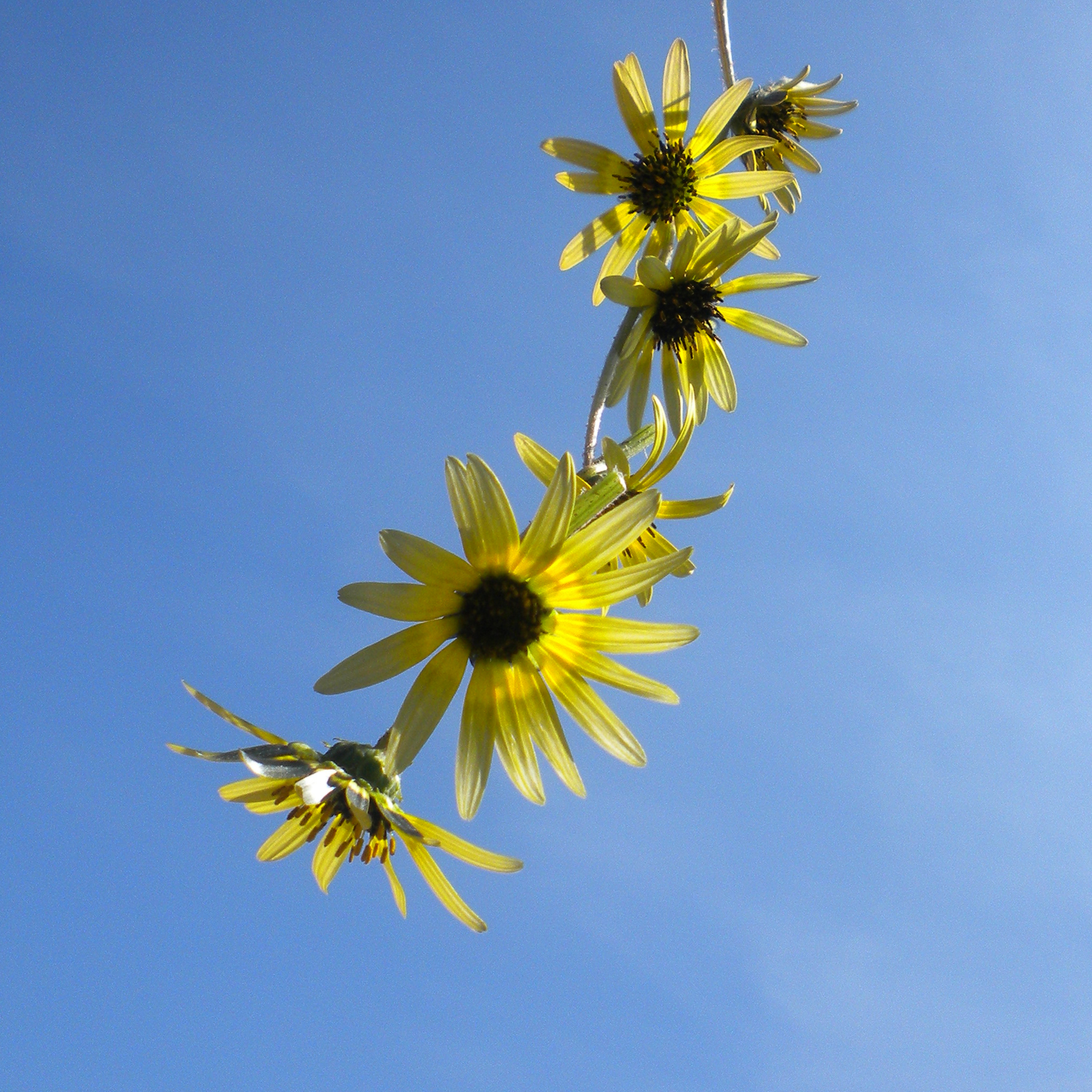 something somers: making daisy chains in the sun