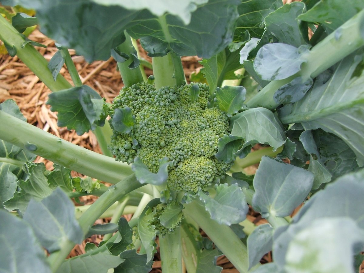 The Farming Den: Summer Garden Week 7