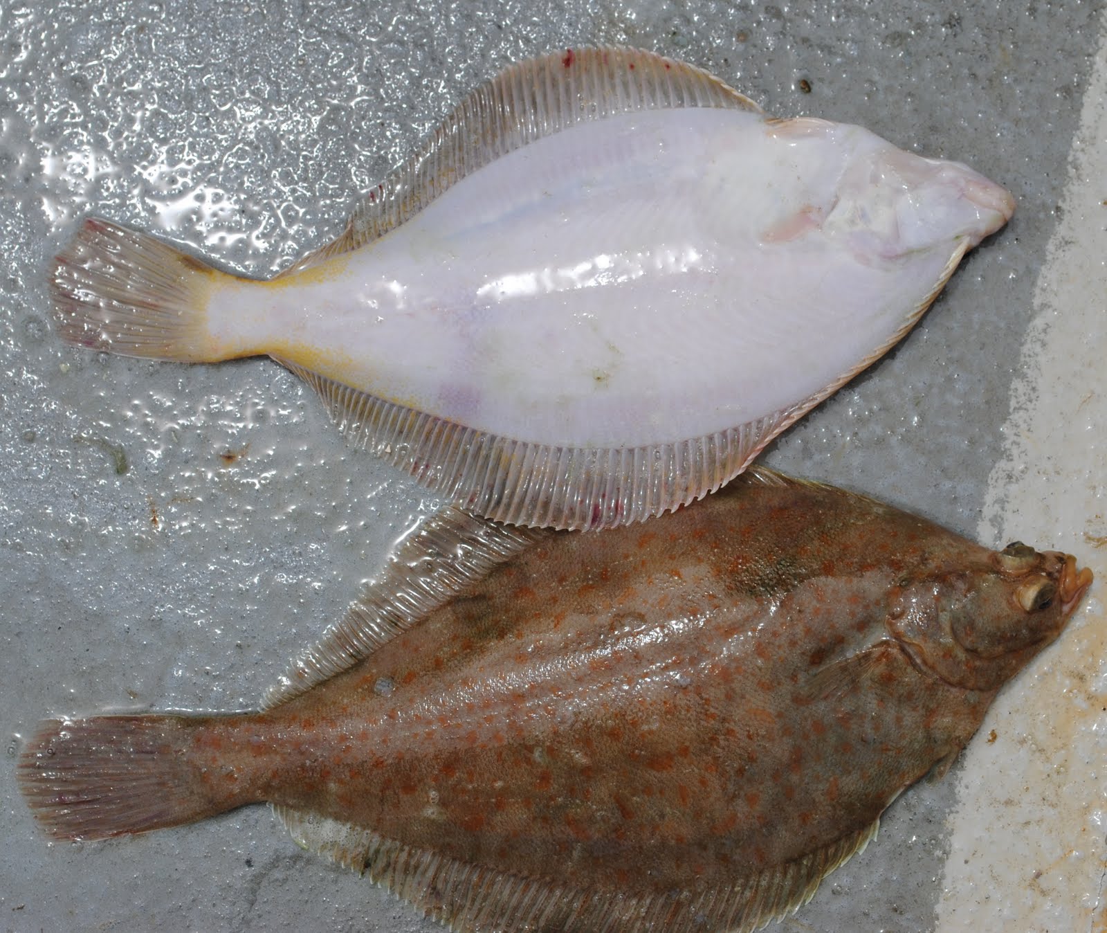 Ms. Byford - NOAA Teacher at Sea