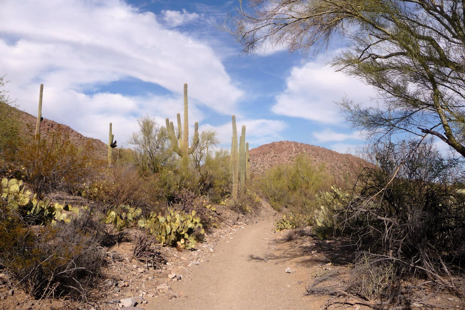 Sunnyarizona- walks and hikes: Hiking the Ironwood trail, and Picture ...