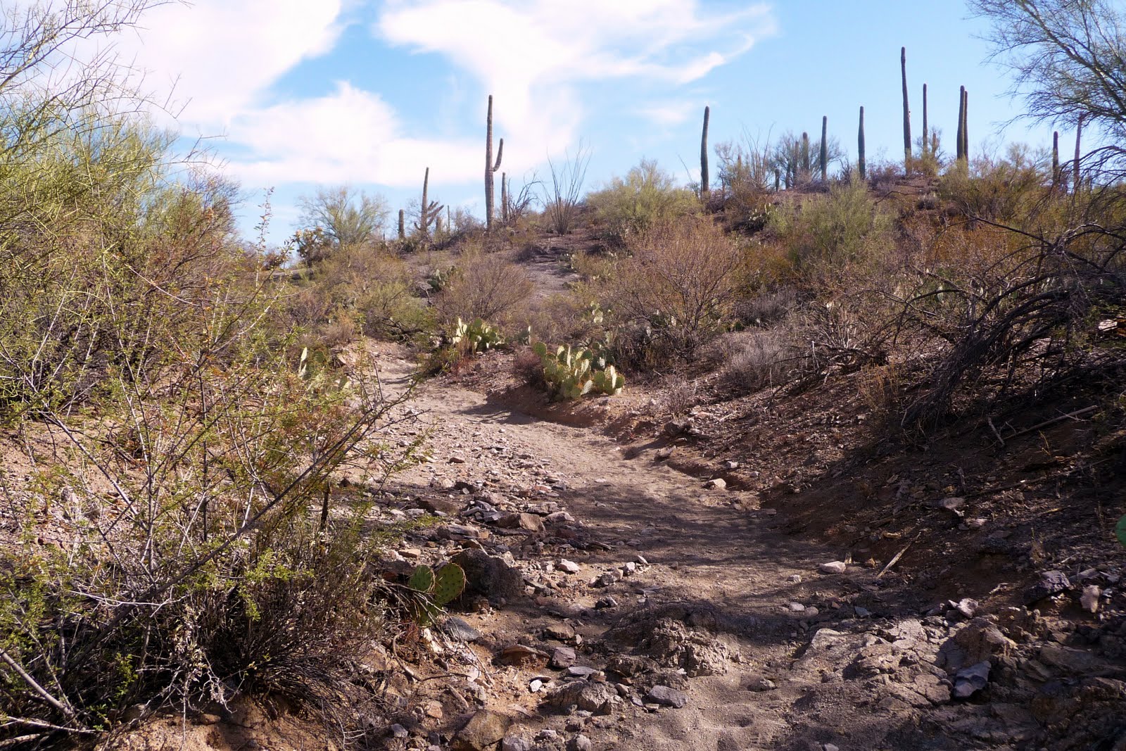 Sunnyarizona- walks and hikes: Hiking the Ironwood trail, and Picture ...