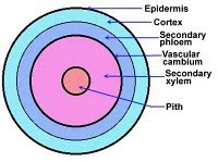 BENTUK,STRUKTUR DAN SUSUNAN TIPE BERKAS PEMBULUH...