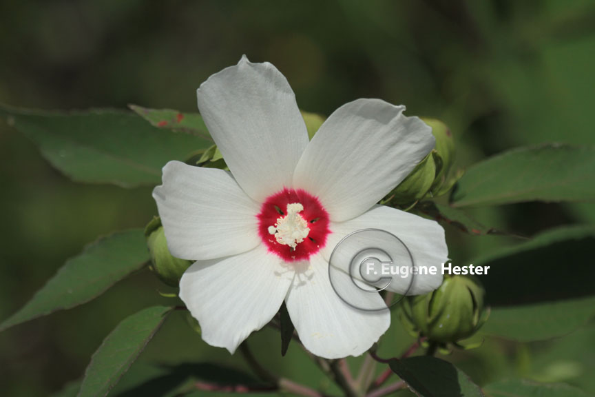 F. Eugene Hester’s Wildlife Photography: Wild Flowers