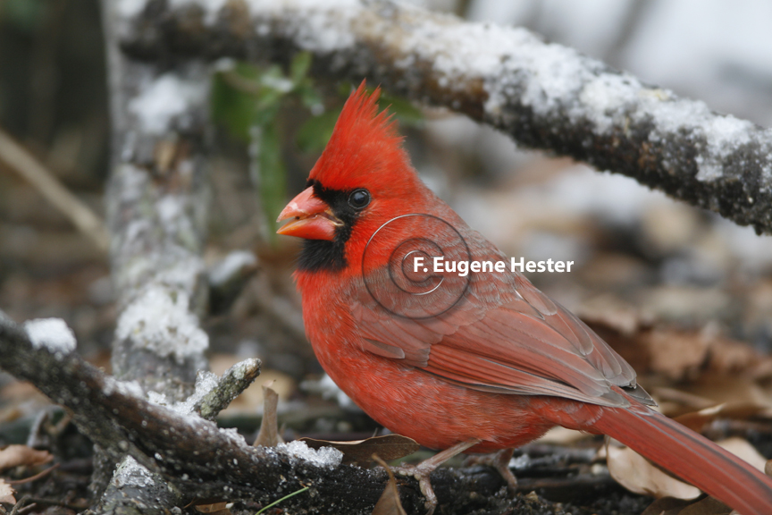 F. Eugene Hester’s Wildlife Photography: Birds