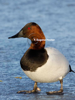 F. Eugene Hester’s Wildlife Photography: Waterfowl