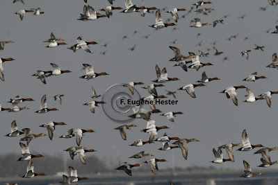 F. Eugene Hester’s Wildlife Photography: Waterfowl