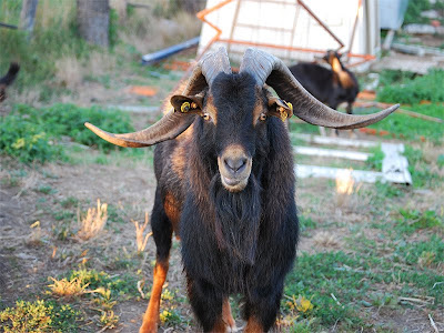 Aves de la Ría de Ajo: De estreno con la réflex...