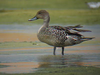 Aves de la Ría de Ajo: Ánade rabudo y Chorlitejo patinegro en la Playa ...