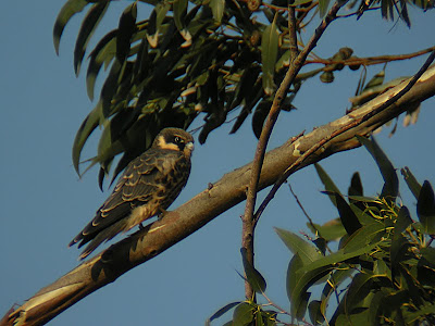Aves de la Ría de Ajo: Familia de alcotanes europeos en Güemes
