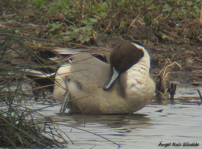 Aves de la Ría de Ajo: Bastardo y rabudos...