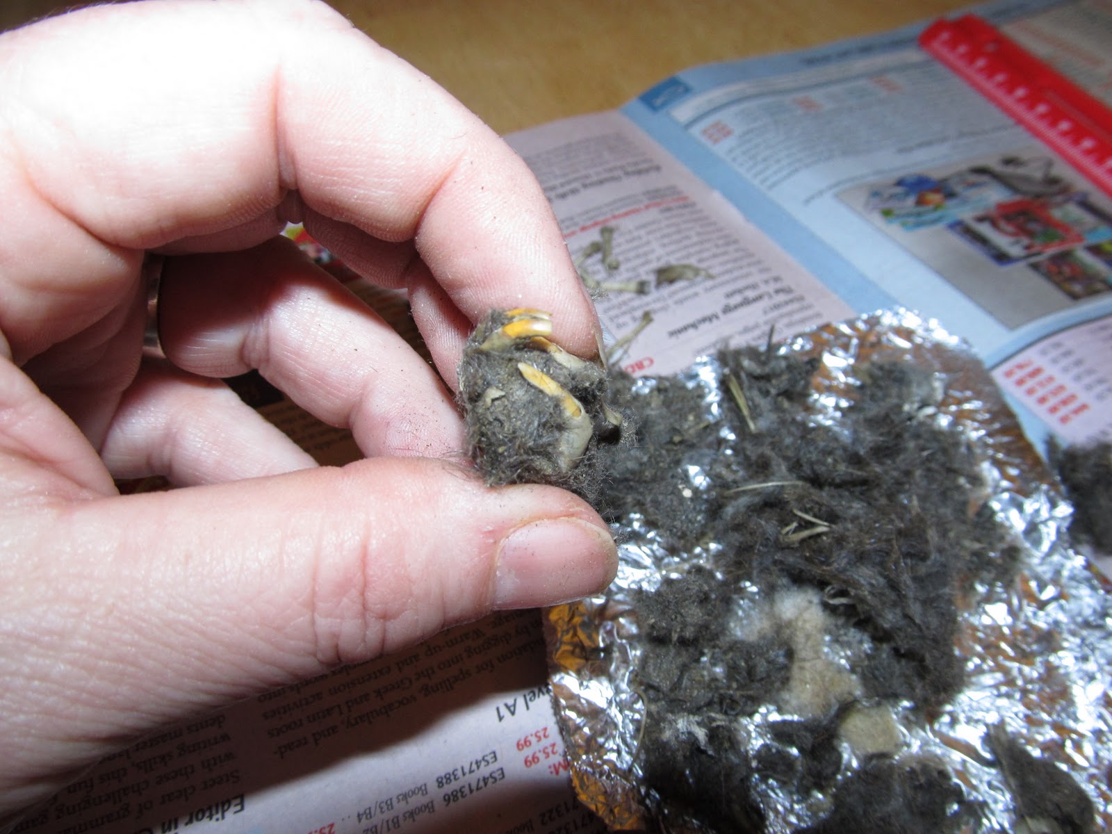 Anne of Alamo: 15 Owl Pellets Please, Yes, those are feces!