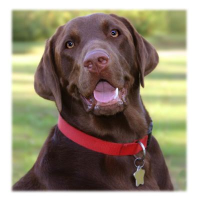 Chocolate Lab - thesimplekiwi